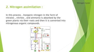 Nitrogen cycle(presentation) by Rysul | PPTX