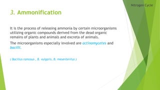 Nitrogen cycle(presentation) by Rysul | PPTX