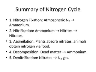 Nitrogen_Cycle_Presentation.pptx Processes: Nitrogen Fixation ...
