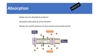 Nitrogen cycle student slides.pptx