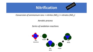 Nitrogen cycle student slides.pptx