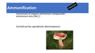 Nitrogen cycle student slides.pptx