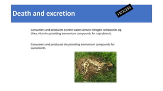 Nitrogen cycle student slides.pptx