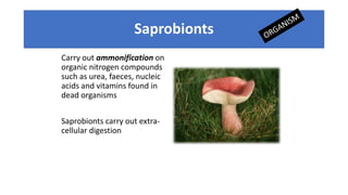 Nitrogen cycle student slides.pptx