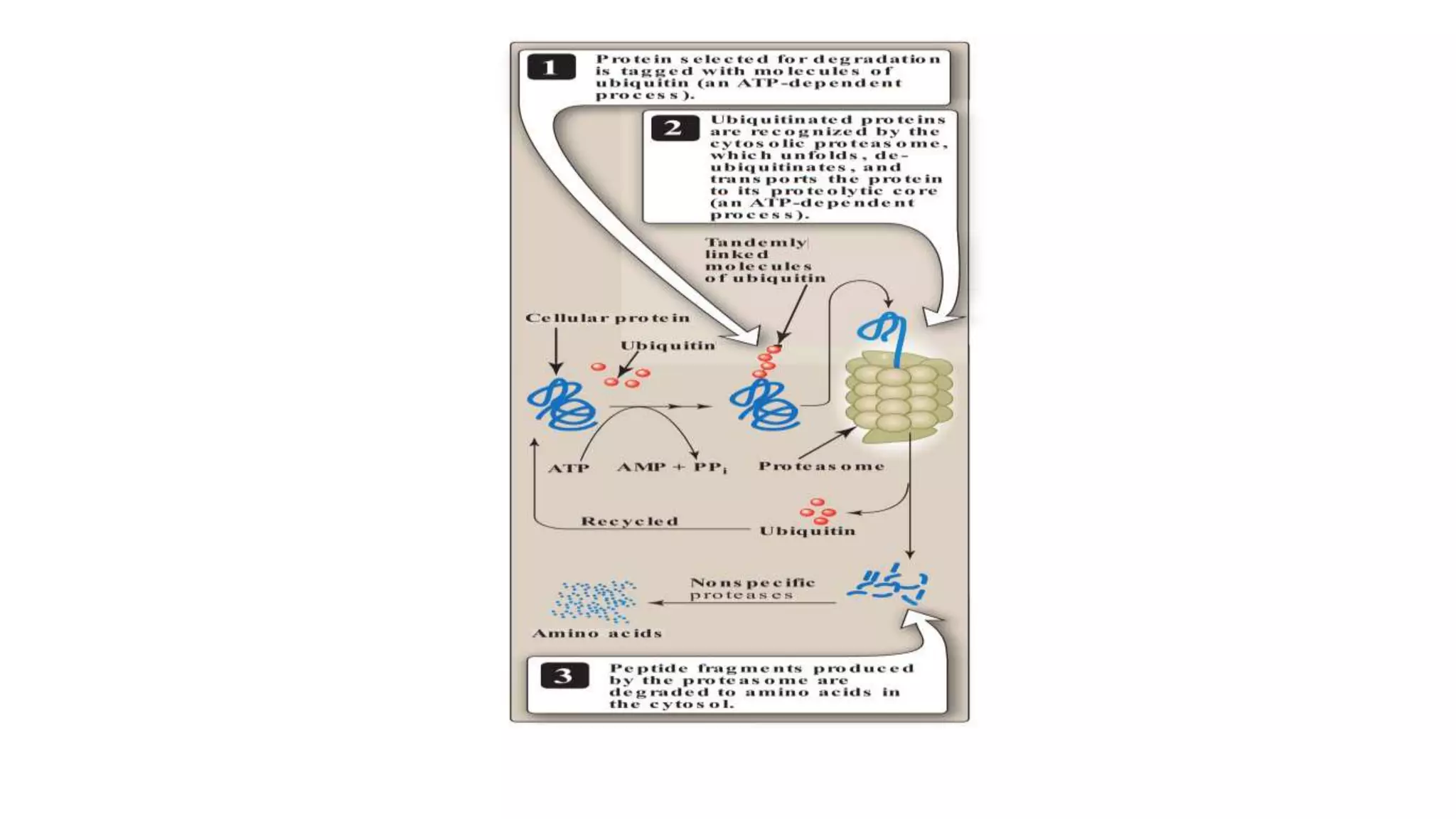 Nitrogen Disposal | PPTX
