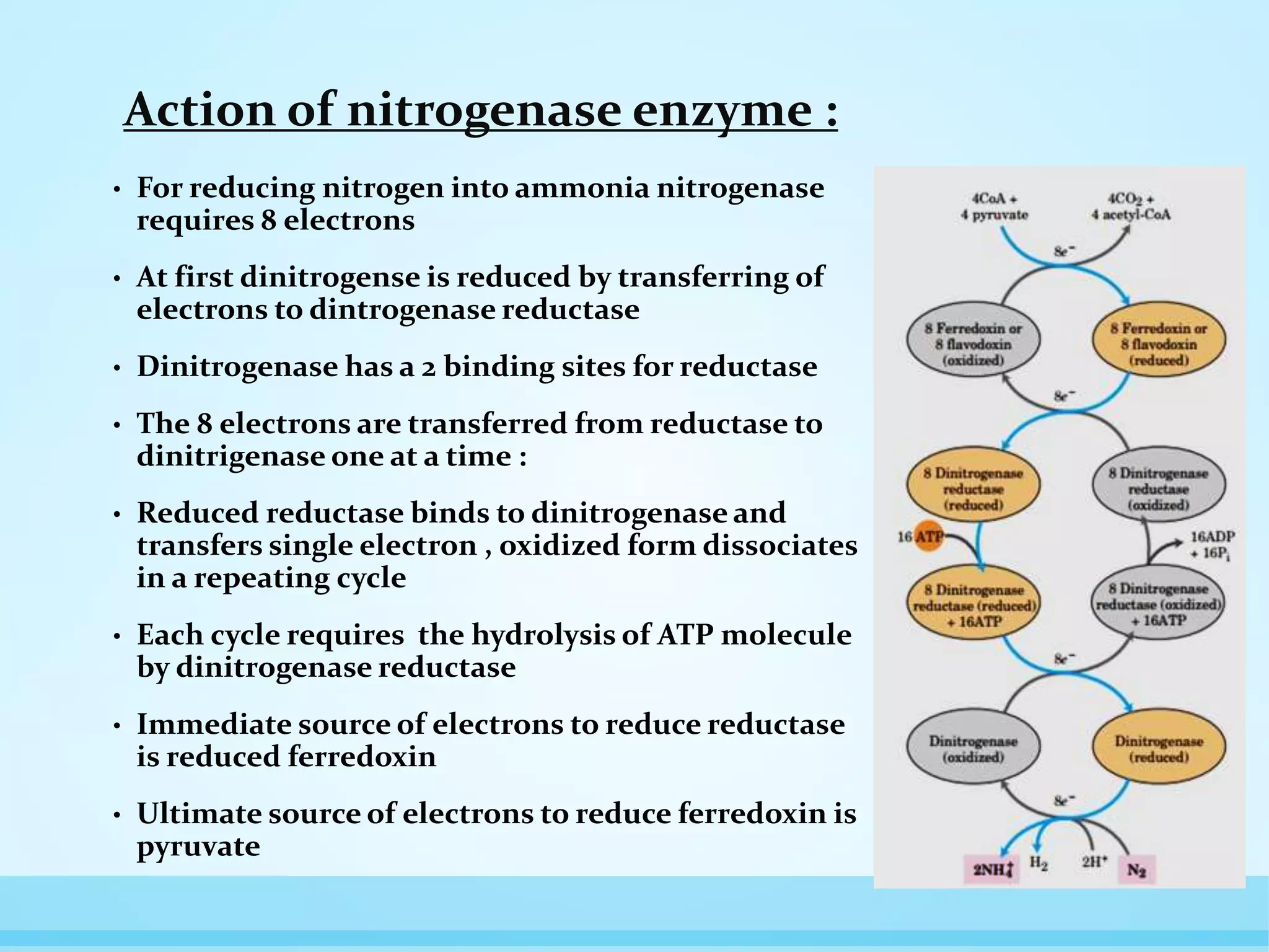 Nitrogen fixation | PPTX