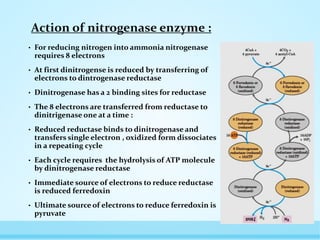 Nitrogen fixation | PPTX