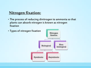 Nitrogen fixation | PPTX