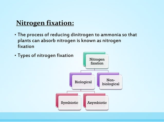 Nitrogen fixation | PPTX | Gardening | Home & Garden