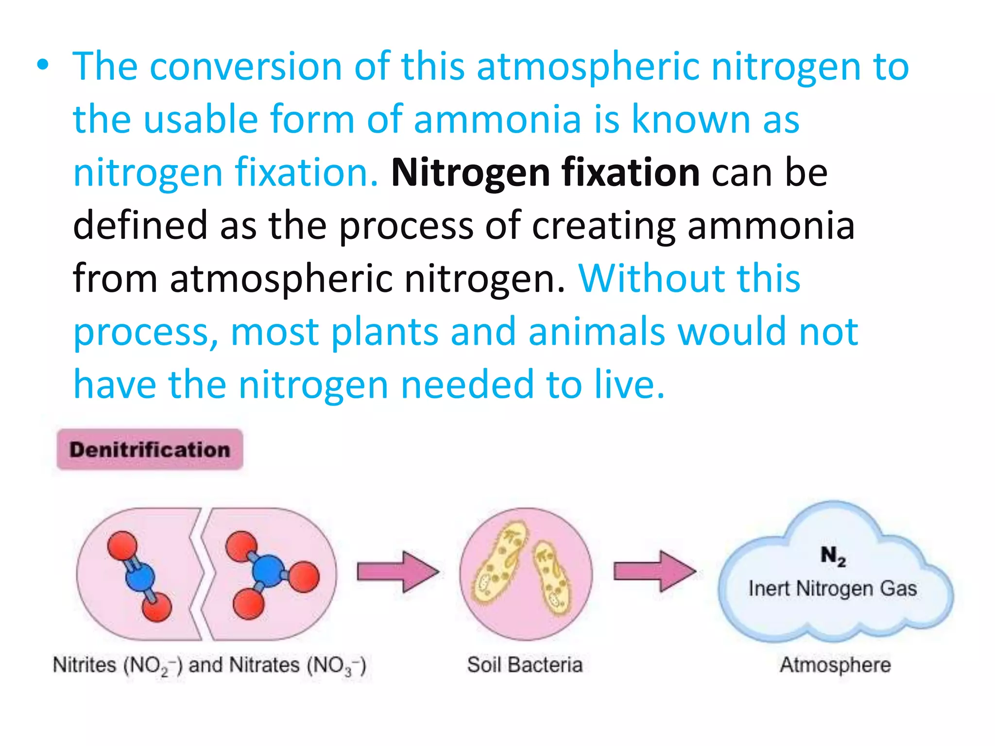 Nitrogen fixation in Plants | PPTX