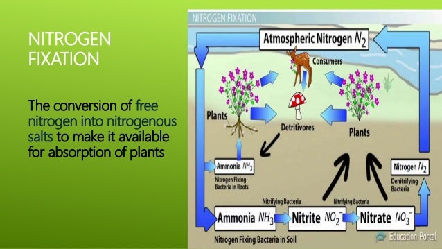 Nitrogen Fixation