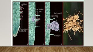 Nitrogen fixation ,biological, non biological #nitrogen fication nodule ...
