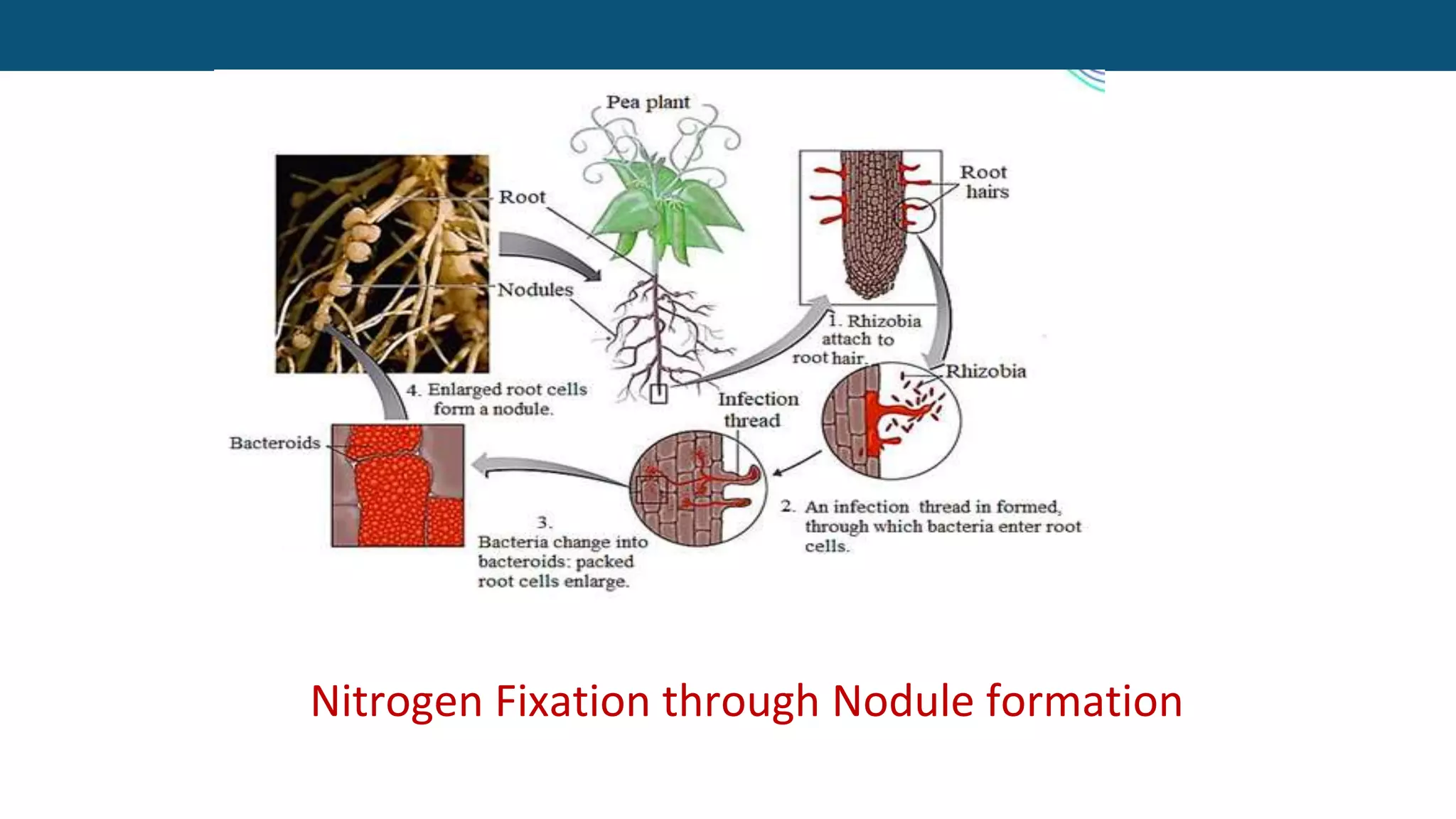 Nitrogen fixation..Ajit Kumar Singh.pptx