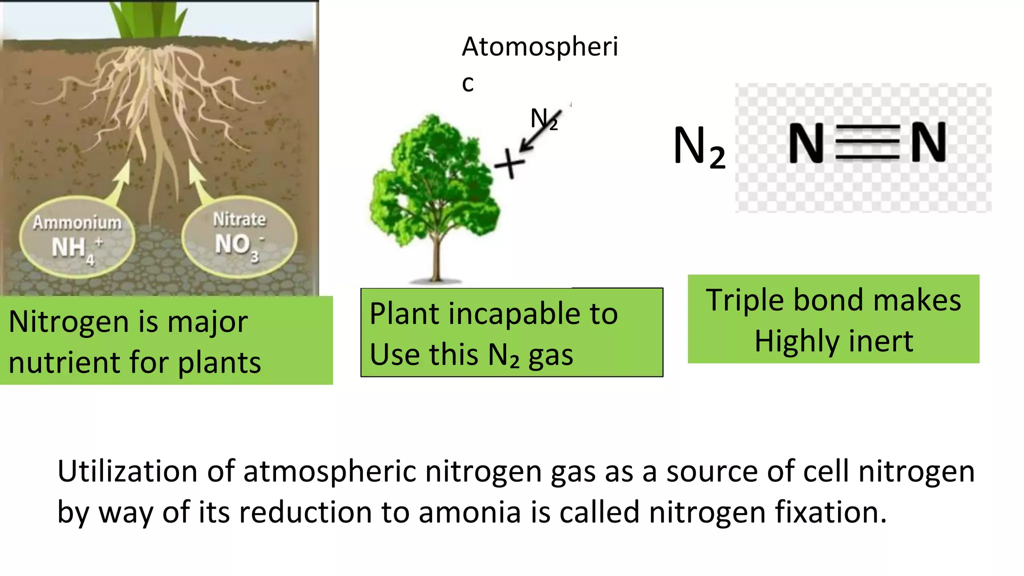 Nitrogen fixation..Ajit Kumar Singh.pptx