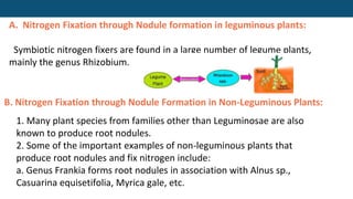 Nitrogen fixation..Ajit Kumar Singh.pptx