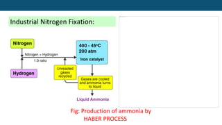 Nitrogen fixation..Ajit Kumar Singh.pptx