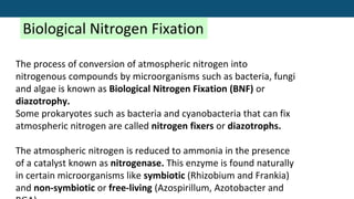 Nitrogen fixation..Ajit Kumar Singh.pptx
