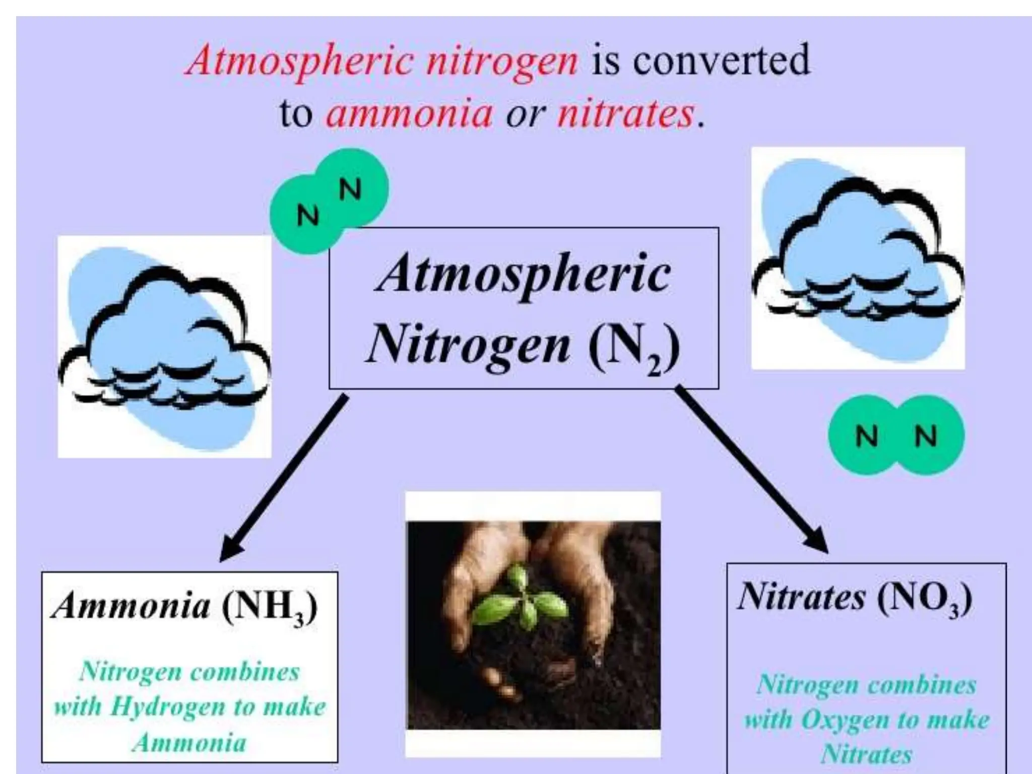 Biological Nitrogen fixation In legumes pptx | PPTX