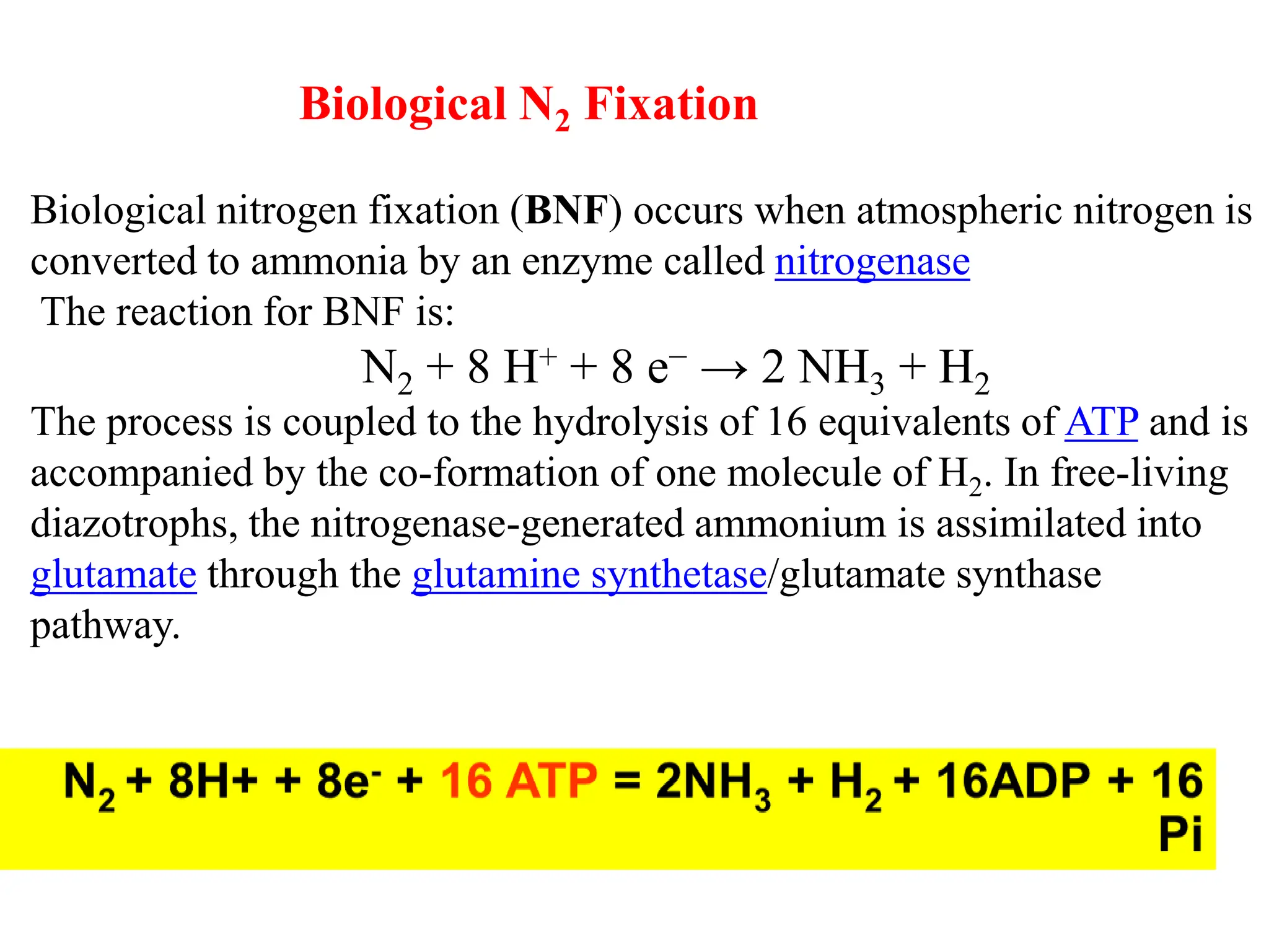 Biological Nitrogen fixation In legumes pptx | PPTX
