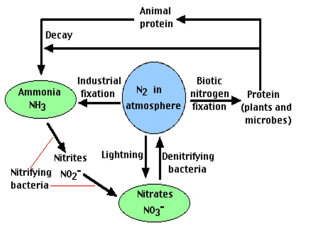 Biological Nitrogen fixation In legumes pptx | PPT