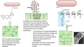 Biological method of Nitrogen fixation.pptx