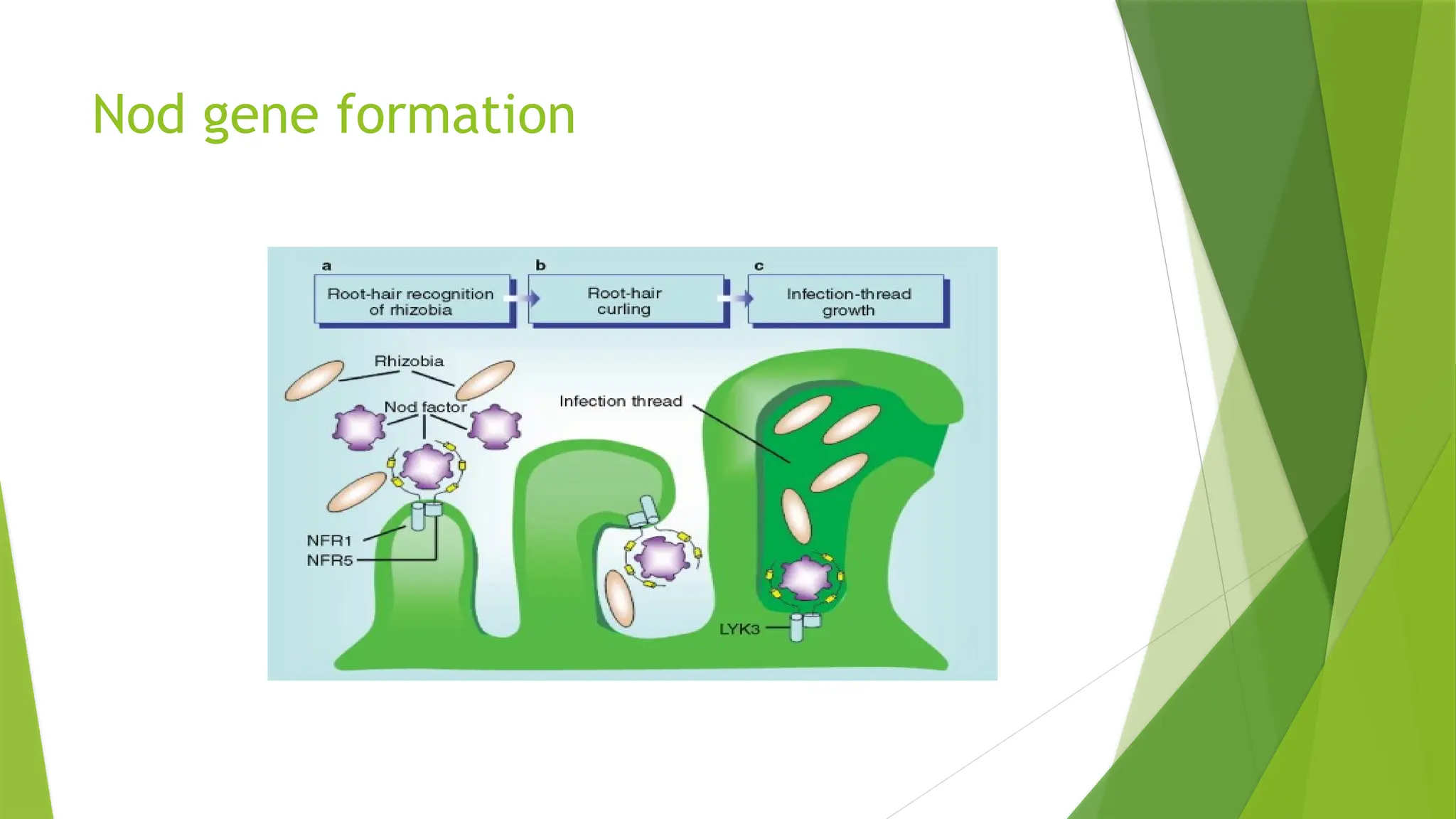 Biological Nitrogen fixation and genetic | PPTX