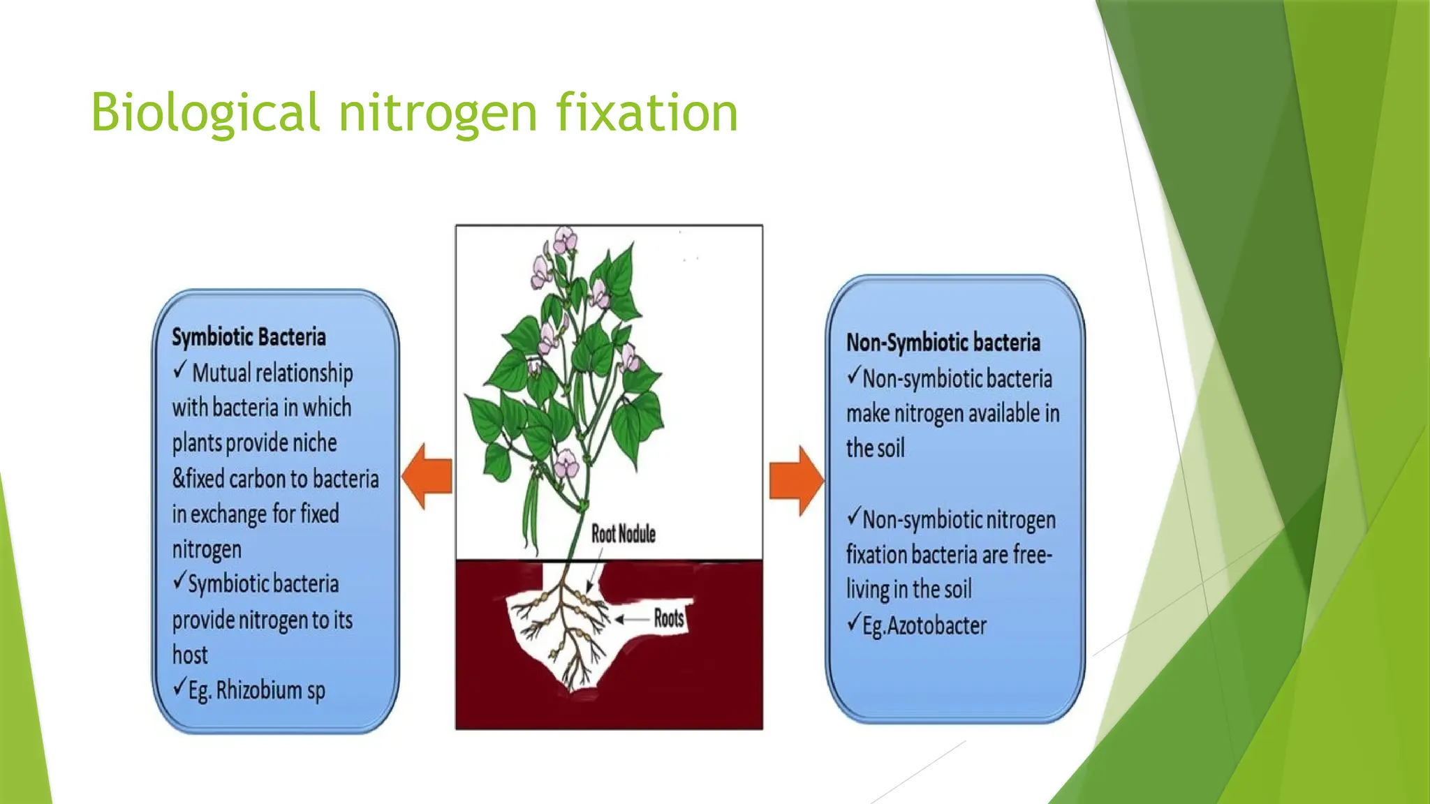Biological Nitrogen fixation and genetic | PPTX