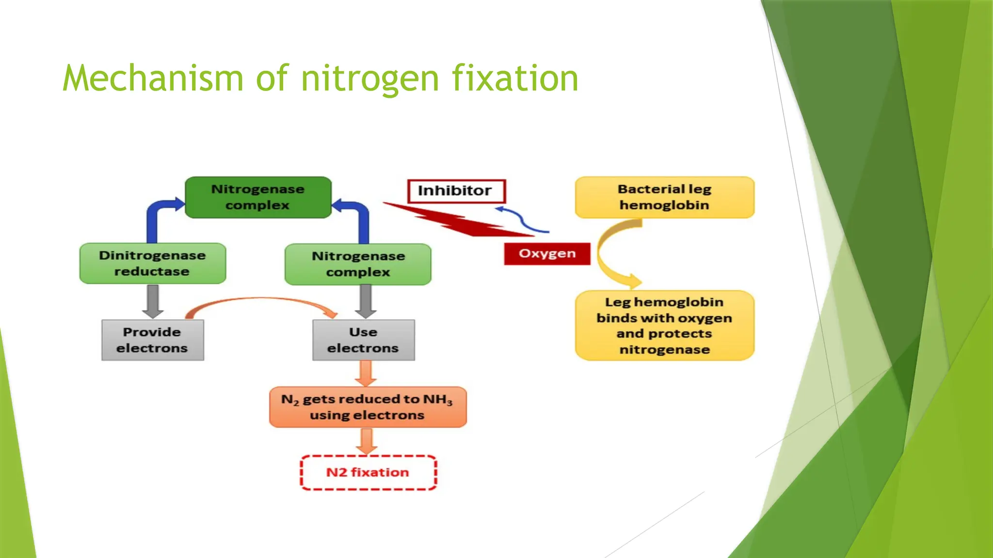 Biological Nitrogen fixation and genetic | PPTX