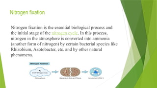 Biological Nitrogen fixation and genetic | PPTX