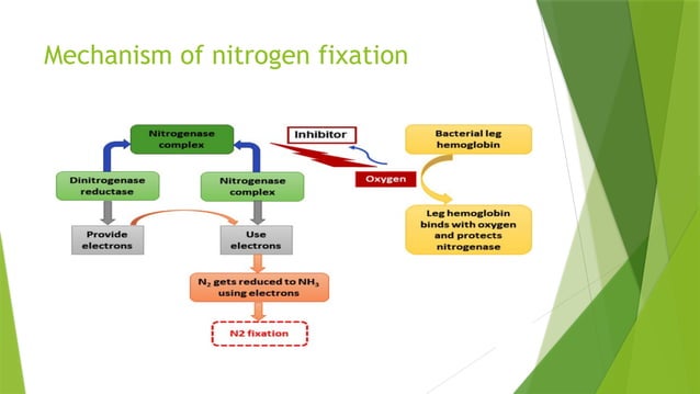 Biological Nitrogen fixation and genetic | PPTX