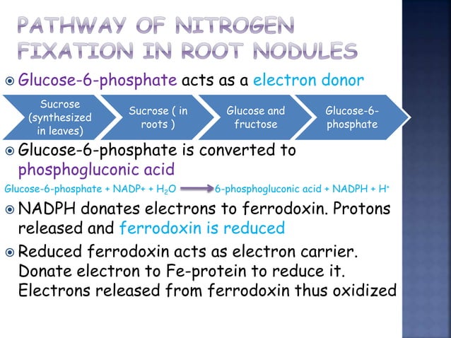 Nitrogen fixation | PPTX