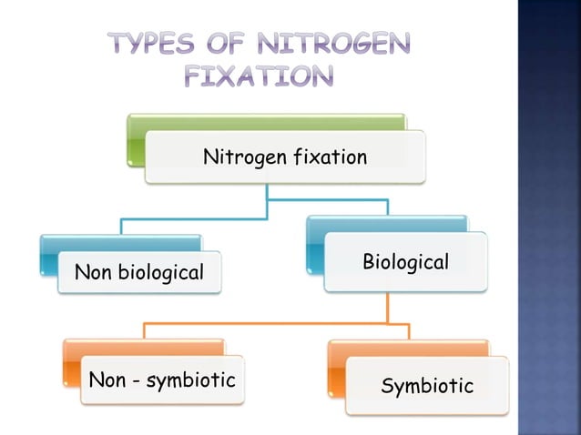 Nitrogen fixation | PPTX