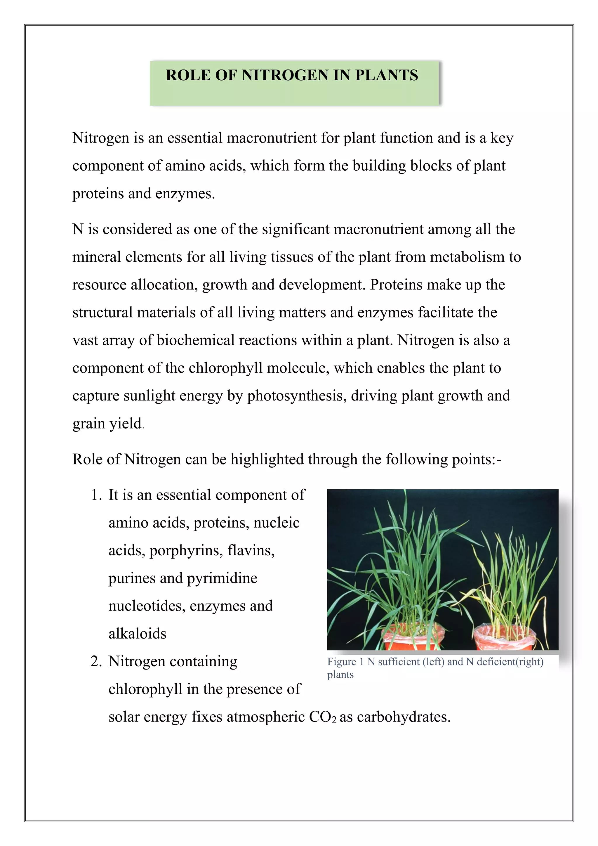 Nitrogen fixation assignment | PDF