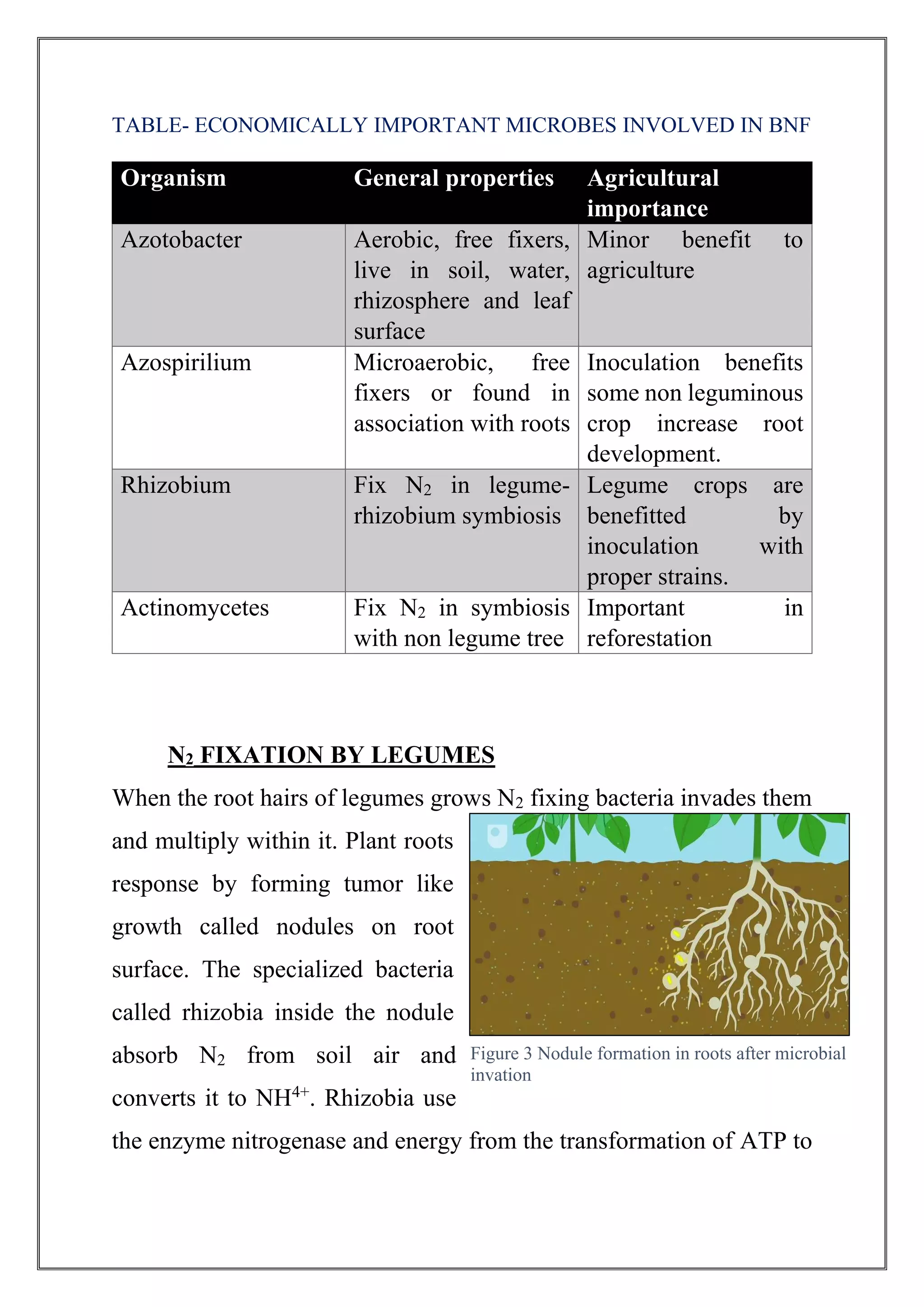 Nitrogen fixation assignment | PDF