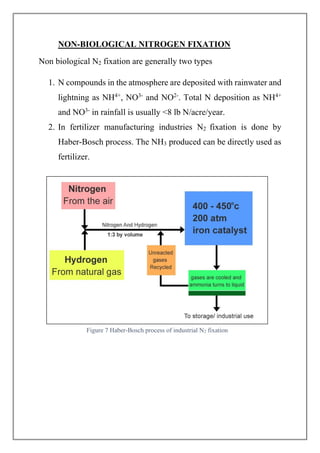 Nitrogen fixation assignment | PDF