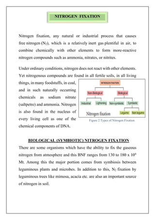Nitrogen fixation assignment | PDF