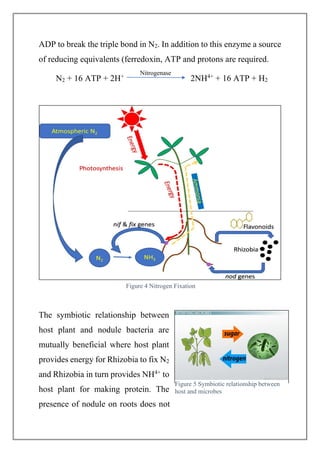 Nitrogen fixation assignment | PDF