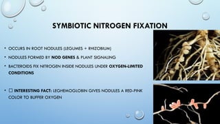 Nitrogen Fixation, Assimilation in plansts. | PPTX