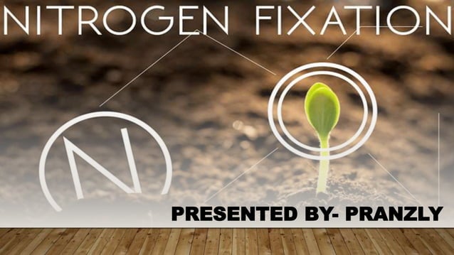 nitrogen fixation by Pranzly.ppt