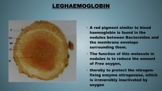 nitrogen fixation by Pranzly.ppt