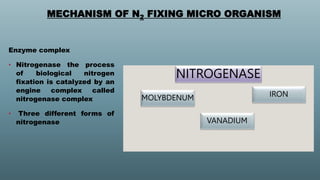nitrogen fixation by Pranzly.ppt