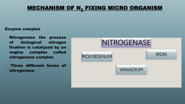 nitrogen fixation by Pranzly.ppt