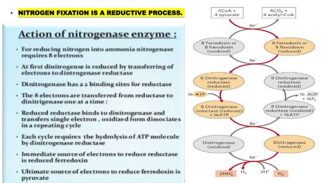nitrogen fixation by Pranzly.ppt