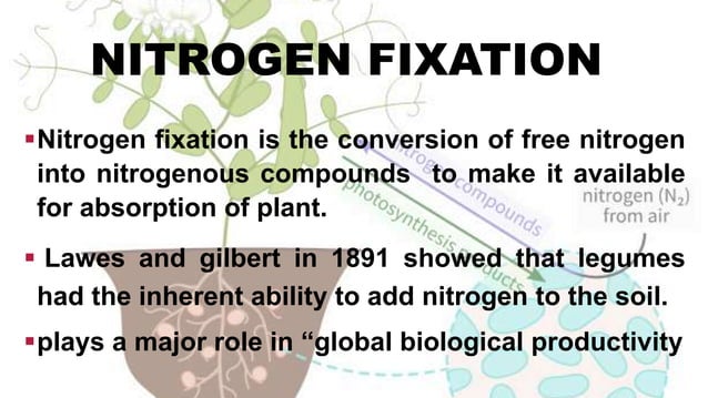 nitrogen fixation by Pranzly.ppt