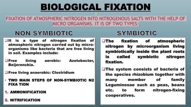 nitrogen fixation by Pranzly.ppt
