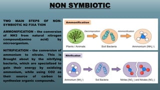 nitrogen fixation by Pranzly.ppt
