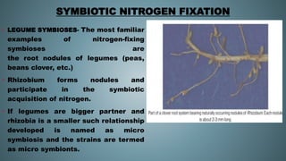 nitrogen fixation by Pranzly.ppt
