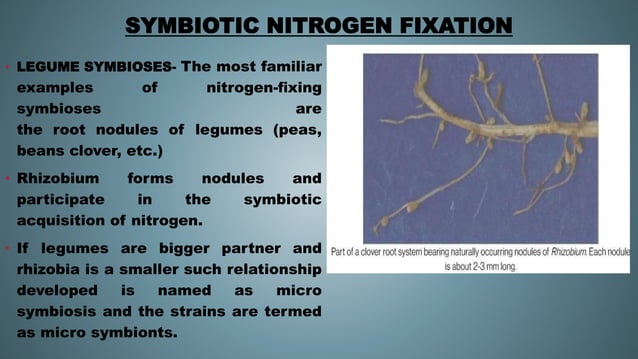 nitrogen fixation by Pranzly.ppt