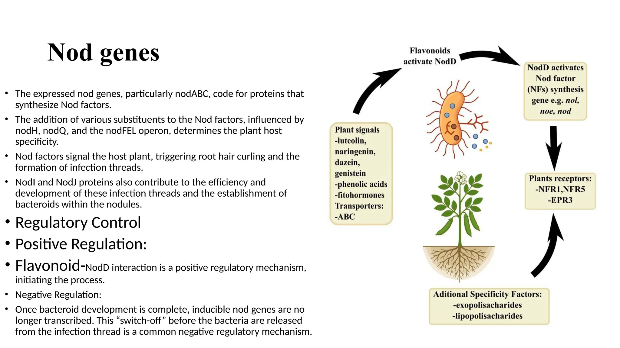 Nitrogen fixation by Rhizobium and Klebsiella | PPTX