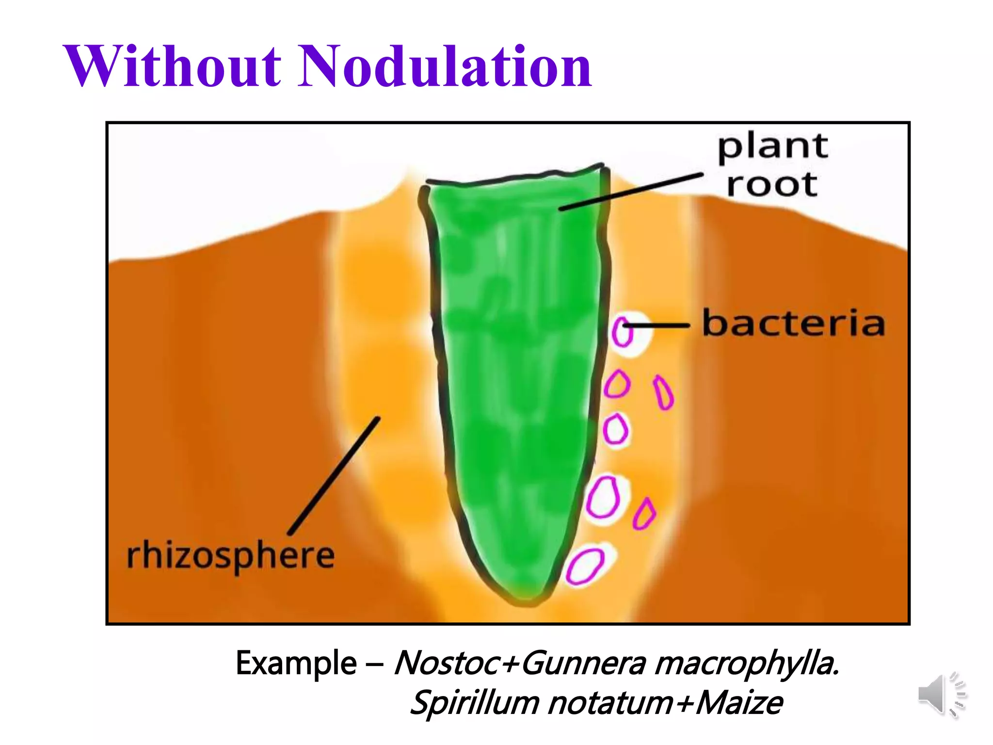 Biological Nitrogen fixation | PPT